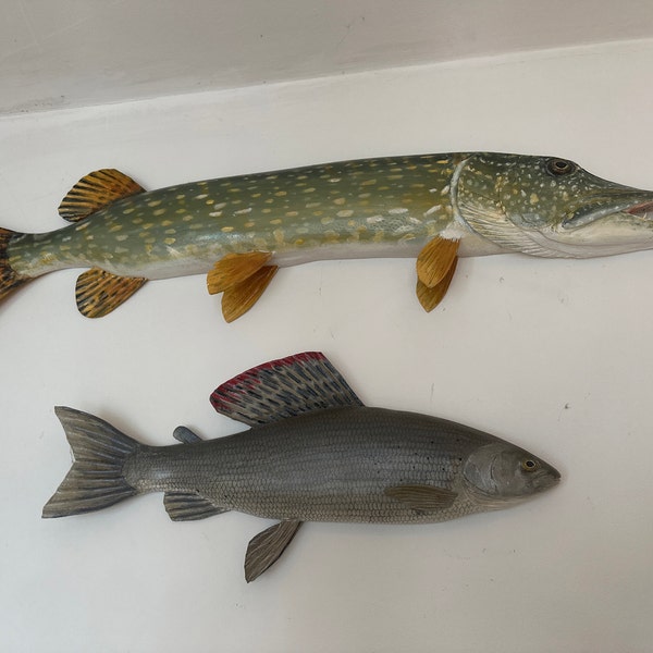 Rougheye Rockfish, Sebastes Aleutianus, Blacktip Rockfish, Rock Cod, 11 ...