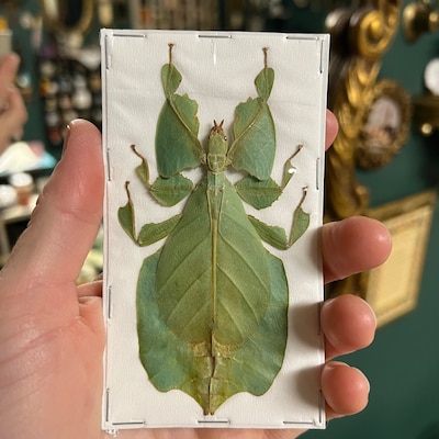 FEMALE Phyllium Pulchrifolium, Real Walking Leaf Stick Bug Green ...