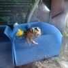 Hermit Crab Foraging Dish Hanging Shell Dish Hermit Crab Enrichment - Etsy