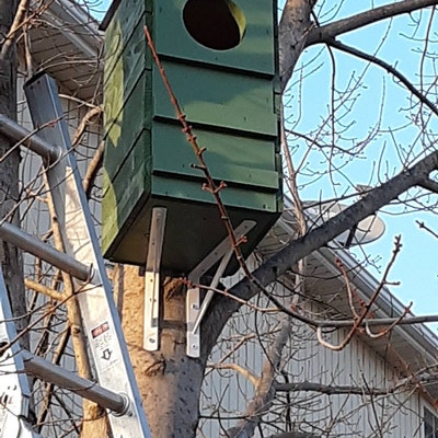 Barred Owl or Great Horned Owl Nesting Box - Etsy