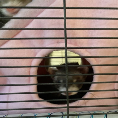 Small Animal Cage Ramp Cover Tent, Critter & Ferret Nation, Feisty ...