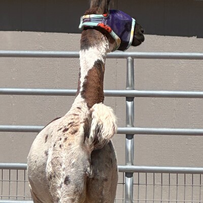 Goat/sheep Fly Masks With & W/o Horns Dual Adjustable Made to Order - Etsy