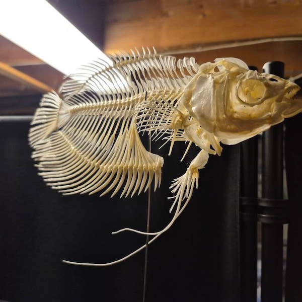 Real Stingray Skeleton on Vintage Frame, Stingray Taxidermy, Fish ...