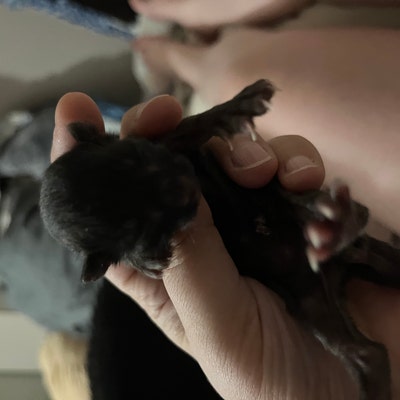 Foster Kitten Log/worksheet Packet, Foster Kitten Kit XLSX, DOCX, PDF ...