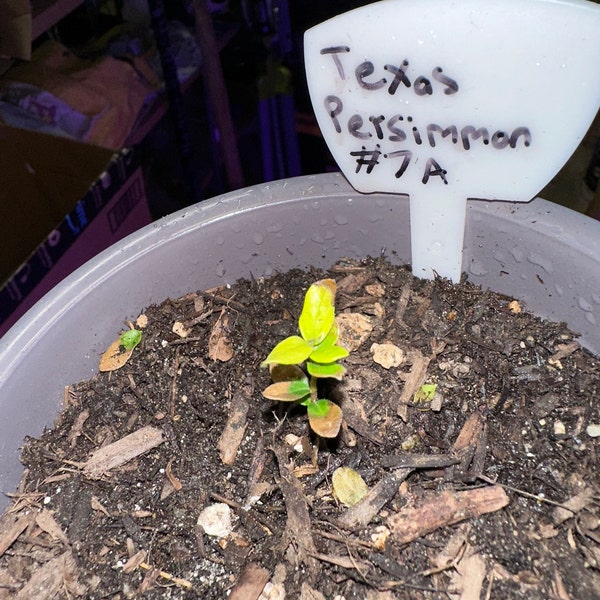 Texas Ebony, Native Texas Tree Seeds and Seedlings: Ebenopsis Ebano ...