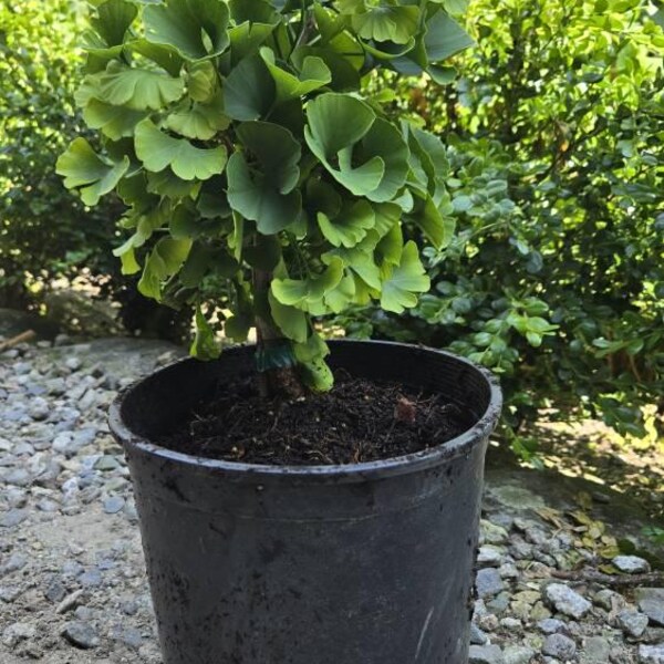 Rhododendron Roseum Elegans - Pink Blooms - Will Grow to Seven Feet ...