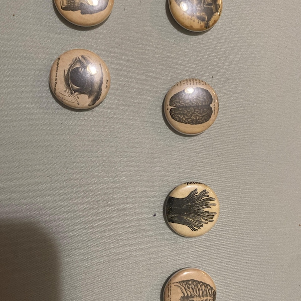 Vintage Anatomy 1 Inch Pinback Buttons Set of 6 ASSORTED - Etsy