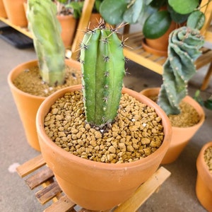 Blue Myrtle-bilberry Cactus Blueboys Myrtillocactus Geometrizans ...