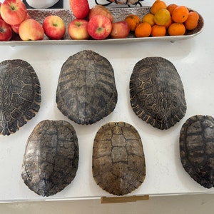 3 2 6 Mississippi River Map Turtle Shells - Etsy