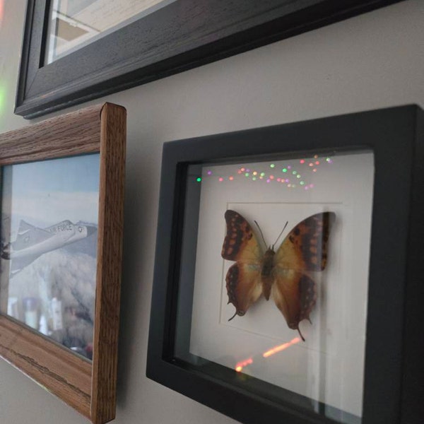 Real Framed Ghost Cicada Ayutha Spectabilis Shadow Box Frame Insect ...