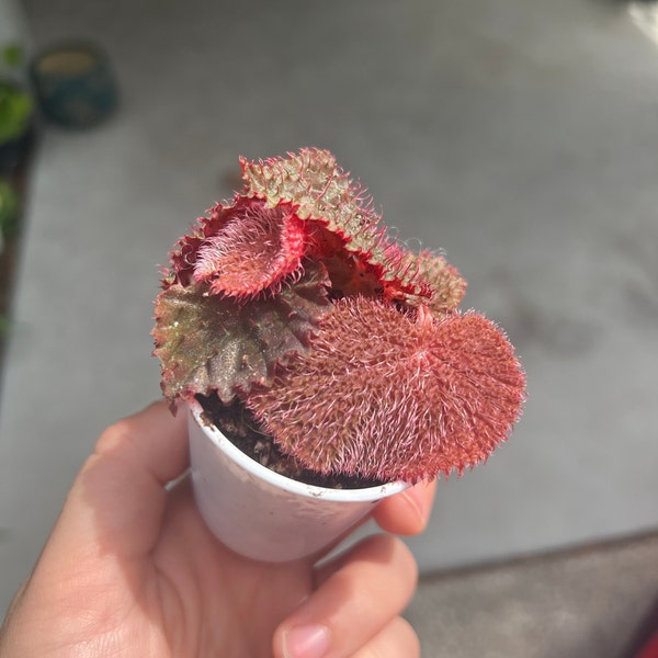 Begonia Baik, From Southeast Asia, for Terrarium Only. 2" Potted Plant ...