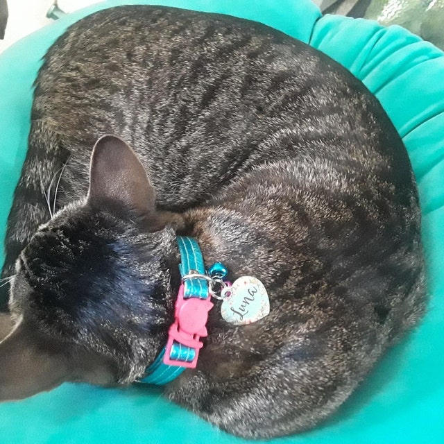 Stylish Fashion & Fun Toys For Feline & by MischievousKitties