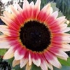 Tricolor Gypsy Charmer Sunflower Seeds Rare Sun Flower Seeds Unique ...