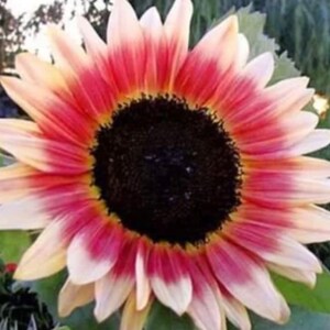 Tricolor Gypsy Charmer Sunflower Seeds Rare Sun Flower Seeds Unique ...