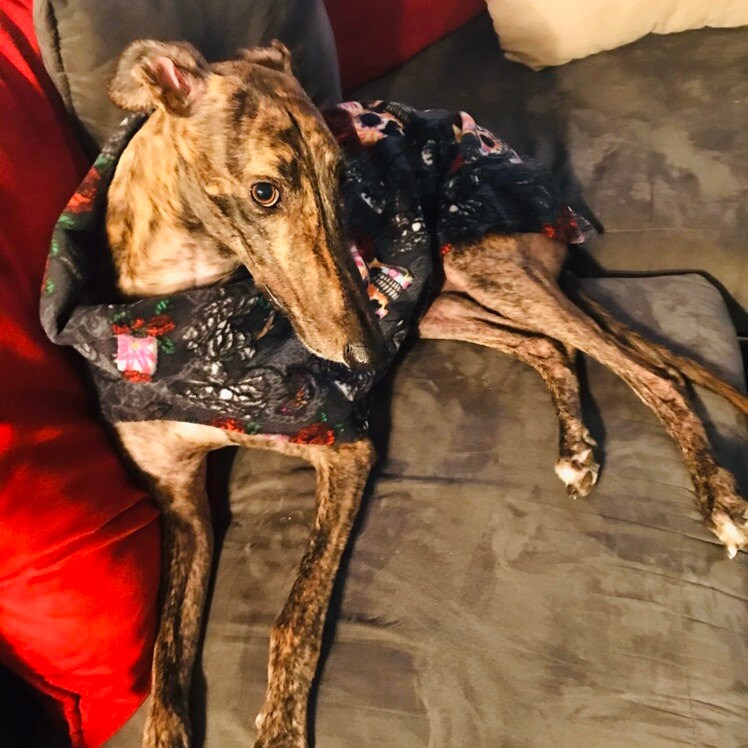 Greyhound Coat - Greyhound Fleece Jacket - Skulls & Roses - Halloween ...