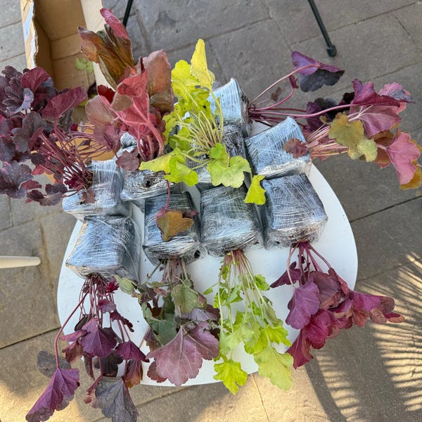 3 Musa ‘poquito’ Banana Tree/ Banana Tree in 4 Inch Cups (one Plant per ...