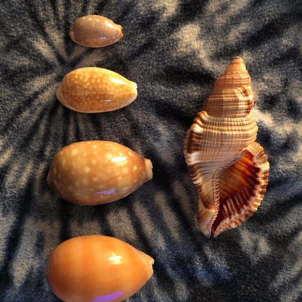 Large Cymatium Pileare Hairy Triton Shells~3-1/2"-4"~craft Seashells~(1 Shell) - Etsy