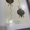 Java Yellow-kneed Tarantula Mounted in 9"x11" Frame, With Information Card on Back (selenocosmia ...
