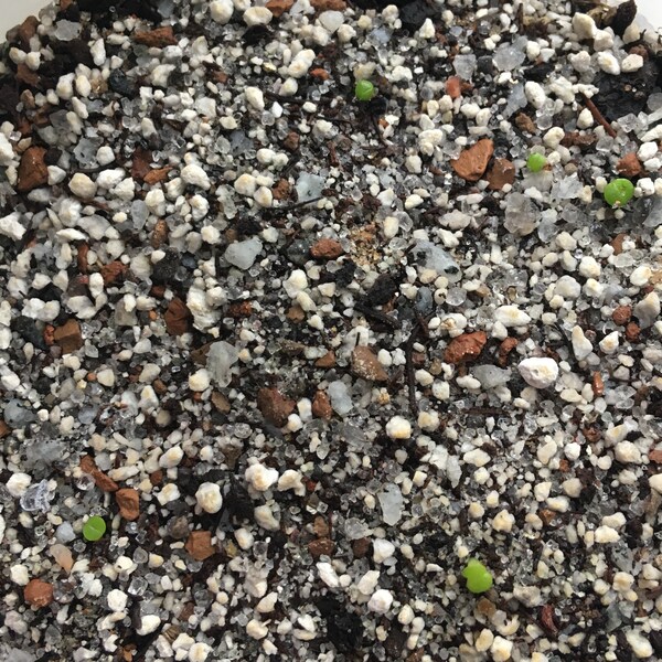 20 Seeds Lithops Aucampiae Mix / Freshly Harvest 20 Premium Quality ...