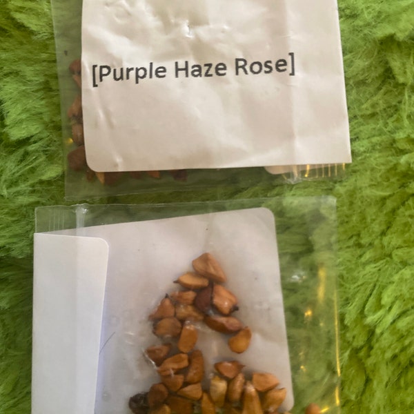 Dancing Rose Seeds - Perennial - Authentic Seeds - Flowers - Easy to ...