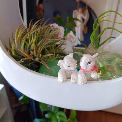 Neglecta Mini Air Plants Tillandsia, Air Plant, Indoor Plant, House ...