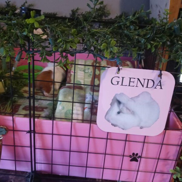 Guinea Pig Name Tag, Guinea Pig Accessories, Guinea Pig Cage ...