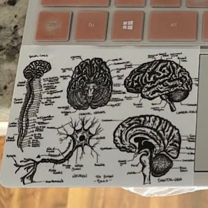 Laptop Sticker Anatomy Neuro Brain Diagram Vinyl, Nursing Student ...