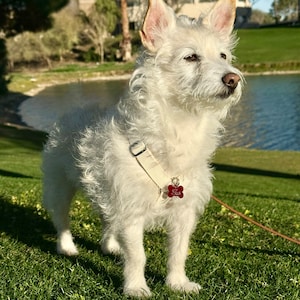 Knitted Muffler, S,L, Dog Cape, Pet Neckwear, Dog Neck Warmer, Pet ...