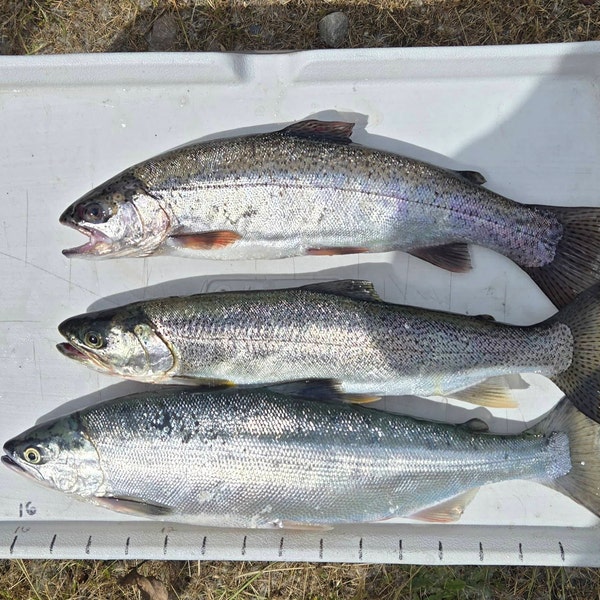 Chinook / Coho Roe Bug Spinner Fishing Lure - Etsy