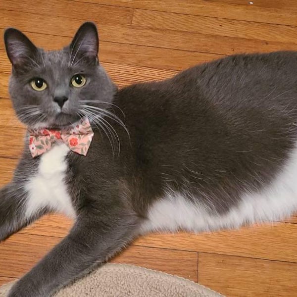 Cat Collar - "daisies - Pink" - Floral Cat Collar / Daisy, Easter ...