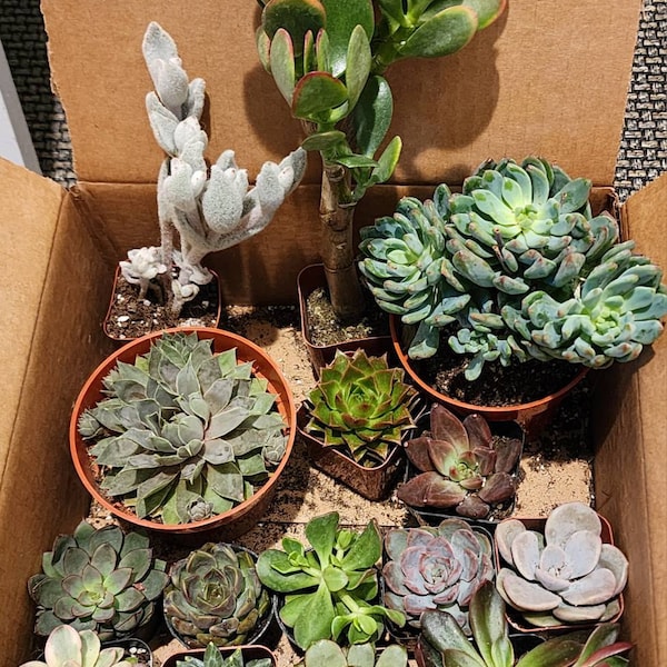 Hummel Sunset Golden Jade Tree: Live Succulent in 2'' Pot - Etsy