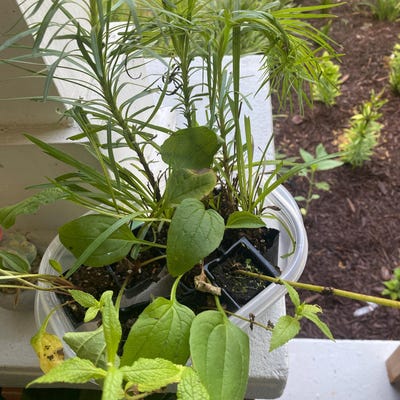 Carex Lurida Shallow Sedge Bareroot Wetland Restoration Live Plant ...