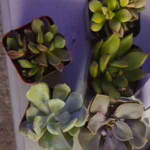 2 Exact Type Succulents 21-30 - Etsy