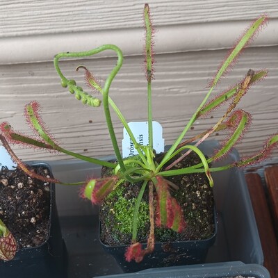 Soil Mix for Drosera Venus Flytrap and Sarracenias - Etsy