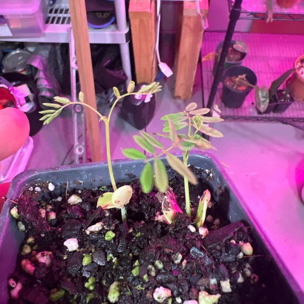 Southern Red Oak Tree (quercus Falcata) Seeds - NEW FOR FALL 2024 - Etsy