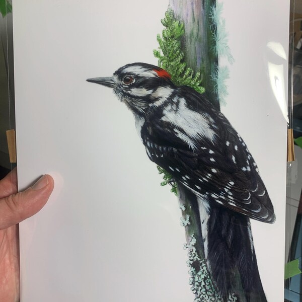 Red-breasted Nuthatch Bird Art Print Botanical Bird With Moss and ...