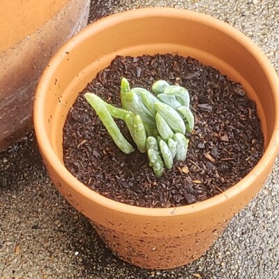 Extra Large Blue Chalk Sticks Cuttings, Curio Repens, Chalk Fingers ...