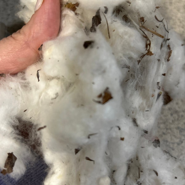 100 Cotton Seed White Cotton Fiber Non Gmo - Etsy