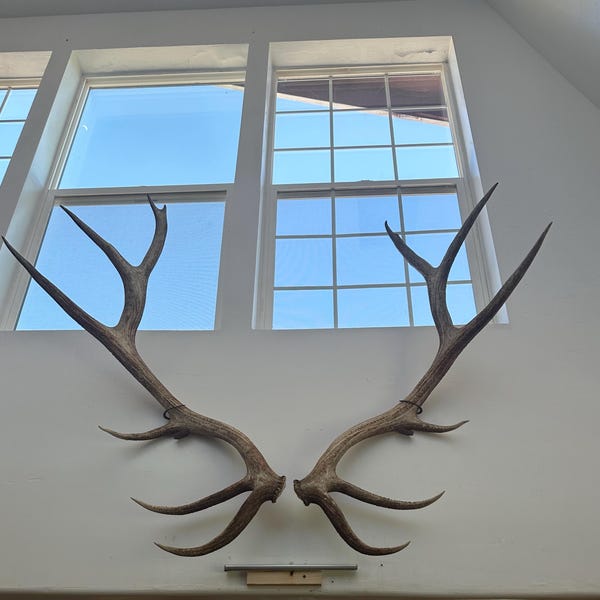 Elk/moose Shed Antler Mount Hanger- Antlers Not Included - Etsy
