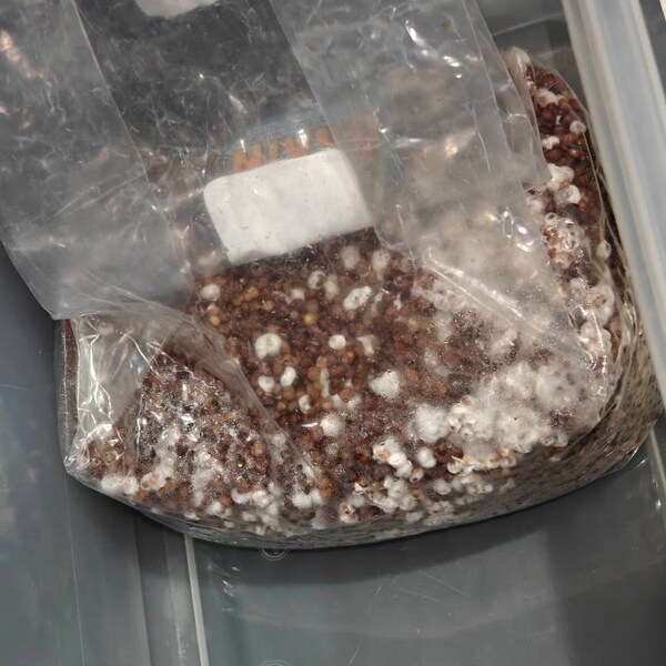 Beginner's Mushroom Grow Kit | Microppose Monotub Easy Cultivation ...