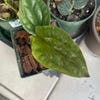Aglaonema Ruby Ray 2” Plant **(ALL Plants Require You to Purchase ANY 2 ...