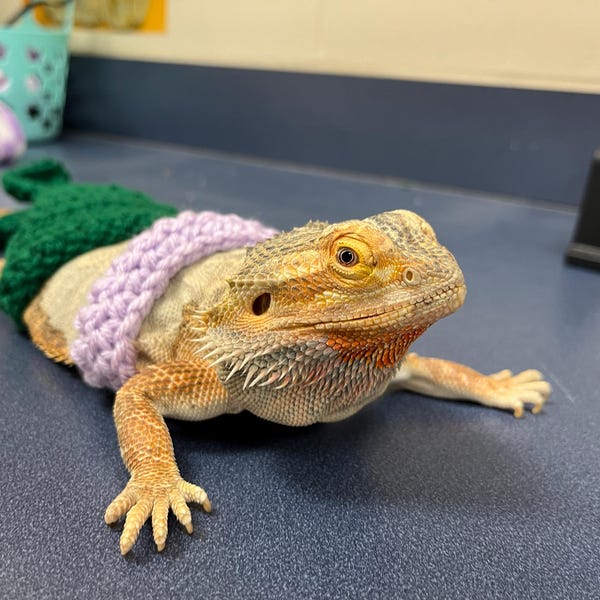 Bearded Dragon Candy Corn Costume Sweater, Halloween Lizard Sweater ...