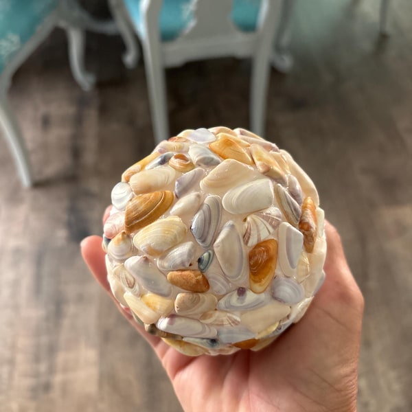 FLORIDA COMMON AUGER Cone Sea Shells 10-100pcs Wedding Craft Beach ...