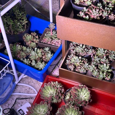 Euphorbia Trigona CV. Royal Red Rubra Cactus Rare Succulent Live Cacti ...