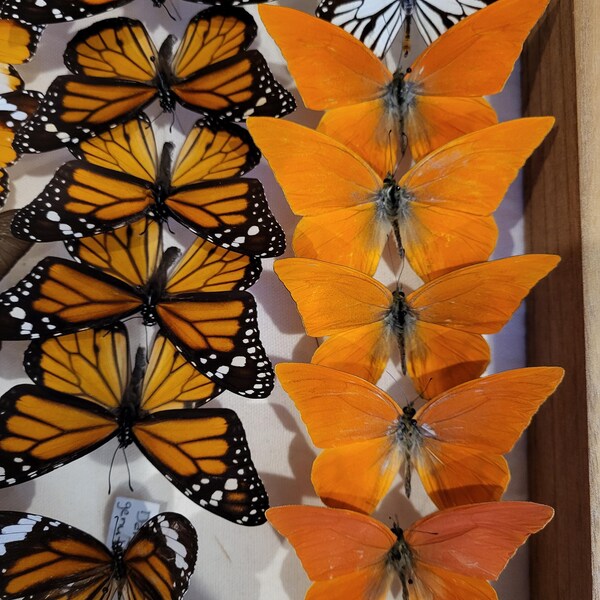 Giant Roly Poly Pill Bug, Sphaeropoeus Lugubris, Mounted in a Bell Jar ...