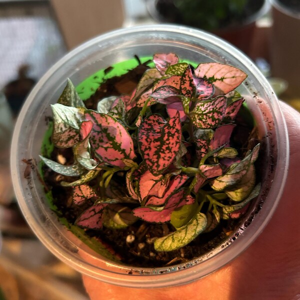 Hypoestes ROSE Starter Plant (polka Dot Plant) **ALL Starter Plants ...