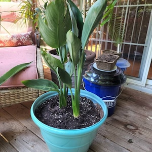 Variegated Tri Color Ginger Tropical Plan,t Red, Green, White, Garden ...