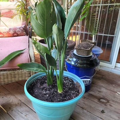 Variegated Tri Color Ginger Tropical Plan,t Red, Green, White, Garden ...