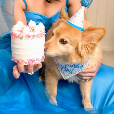 Fake Cheesecake, Fake Food, Lemon Decor, Faux Food Prop, Photo Prop ...