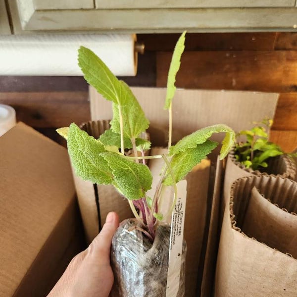 Curry Leaf Tree (sweet Neem) Live Plant - Etsy